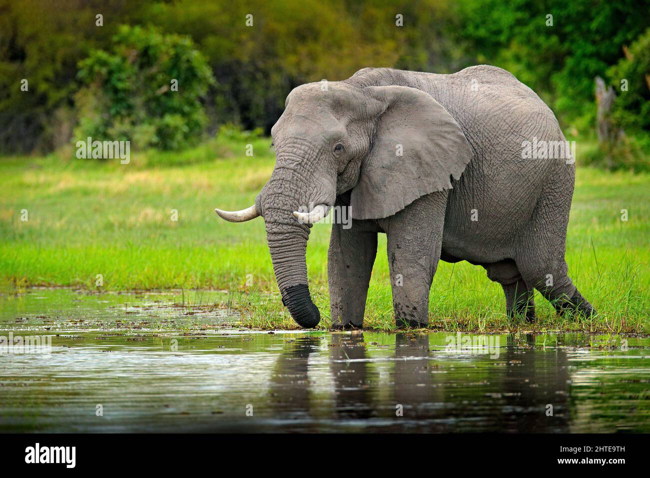 Elephant in the water. Wildlife scene from nature, elephant in the ...