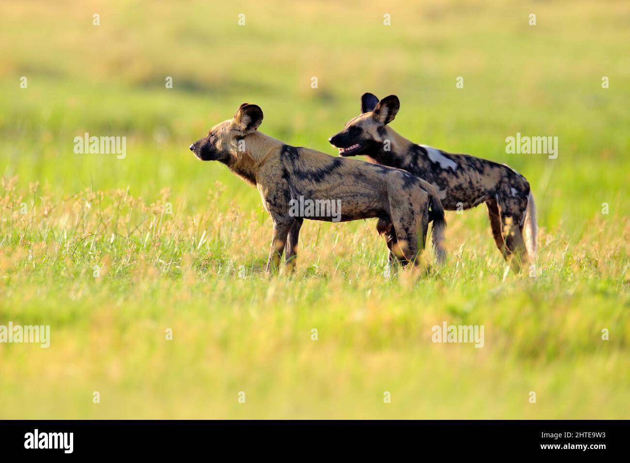 Hunting painted dog on African safari. Wildlife scene from nature ...
