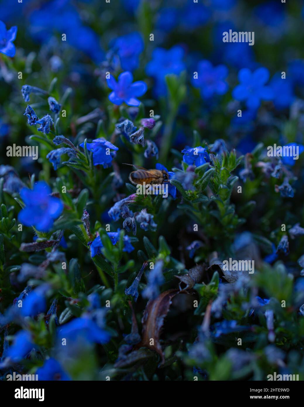 Vertical closeup of the bee flying above the purple gromwell. Glandora ...