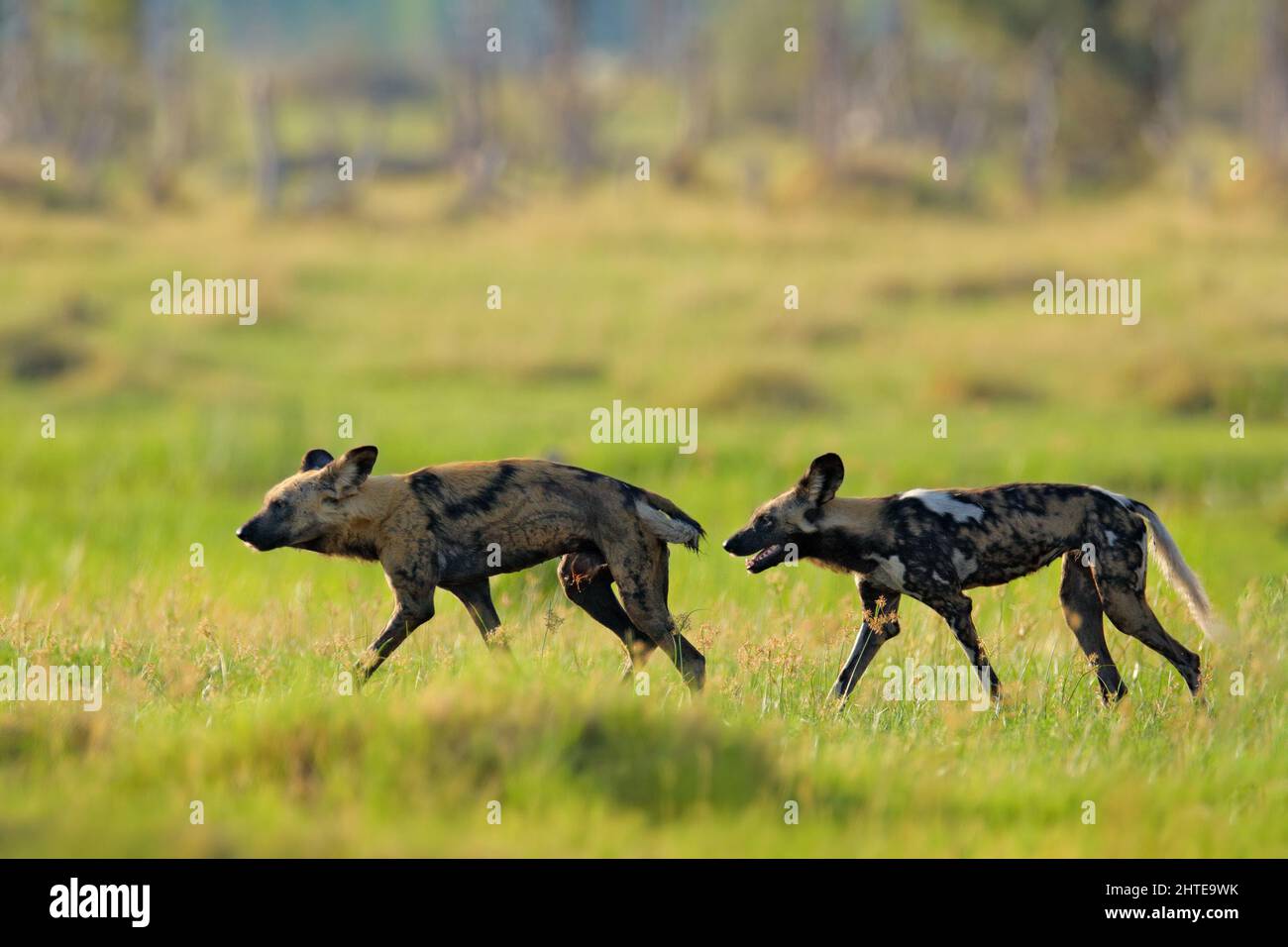Hunting painted dog on African safari. Wildlife scene from nature ...