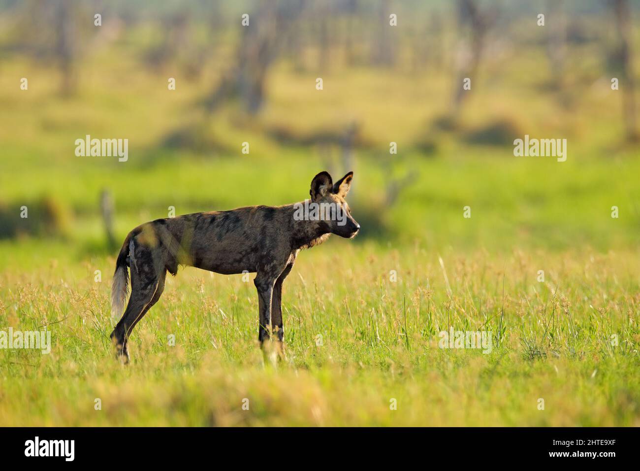Hunting painted dog on African safari. Wildlife scene from nature ...
