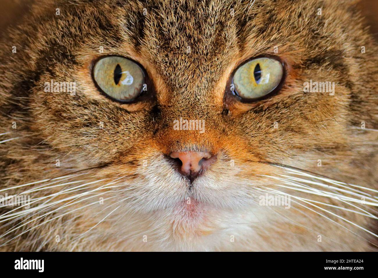 Detail eye portrait of cute cat. Wild Cat, Felis silvestris, animal in ...