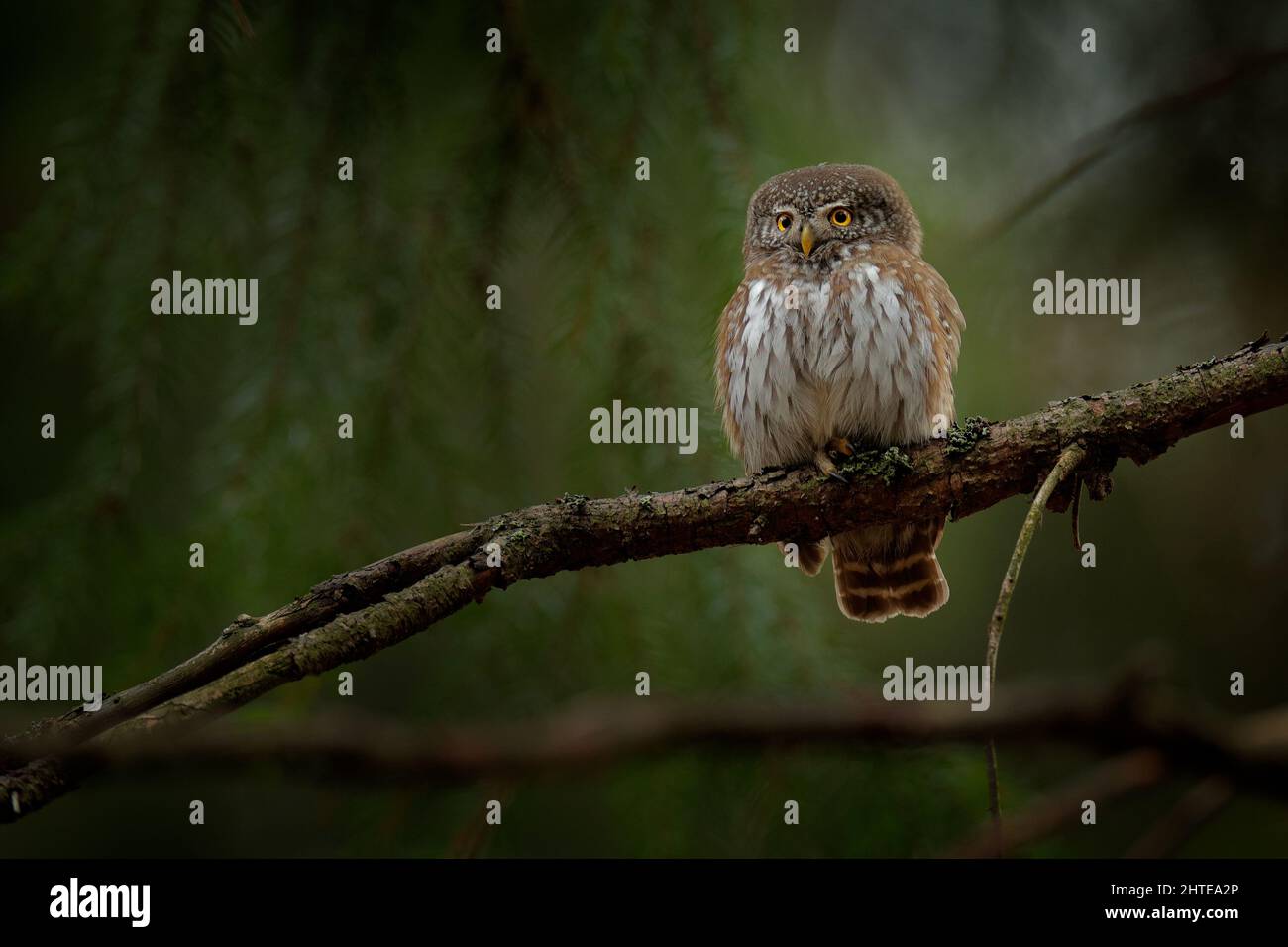 Pygmy Owl, sitting on tree spruce branch with clear dark forest ...