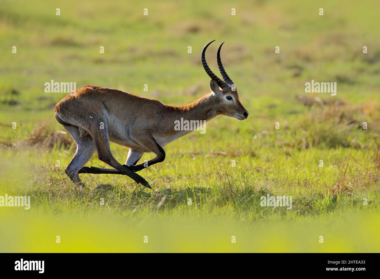 Lechwe, Kobus leche, antelope in the green grass wetlands with water ...