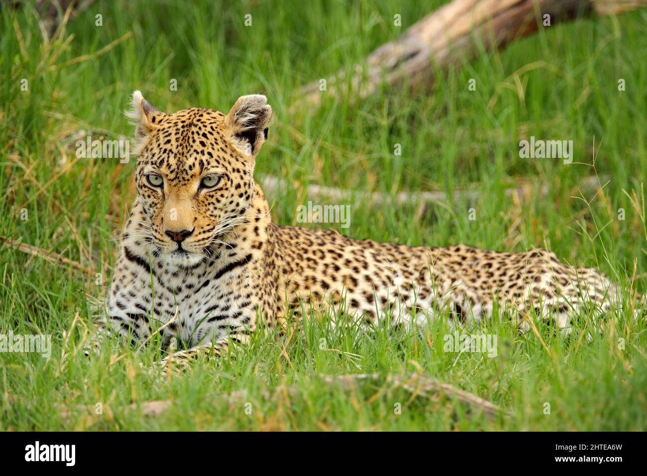 Leopard portrait Okavango delta, Botswana in Africa. Wild cat hidden portrait in the grass Stock ...