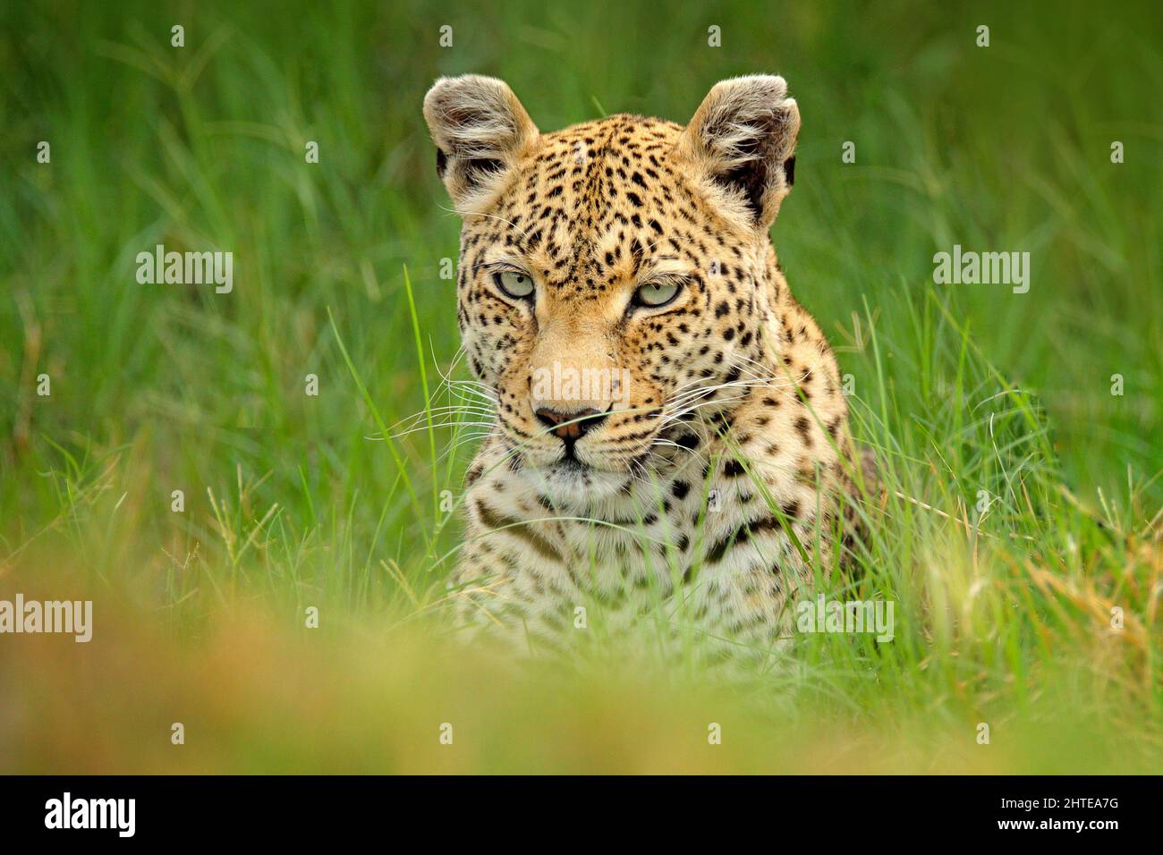 Leopard, Panthera pardus shortidgei, Okavango delta, Botswana in Africa ...