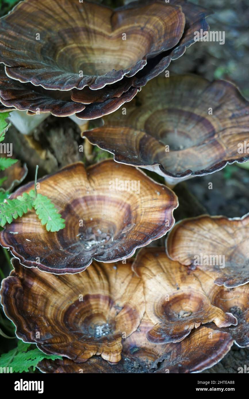 Ganoderma genus hi-res stock photography and images - Alamy