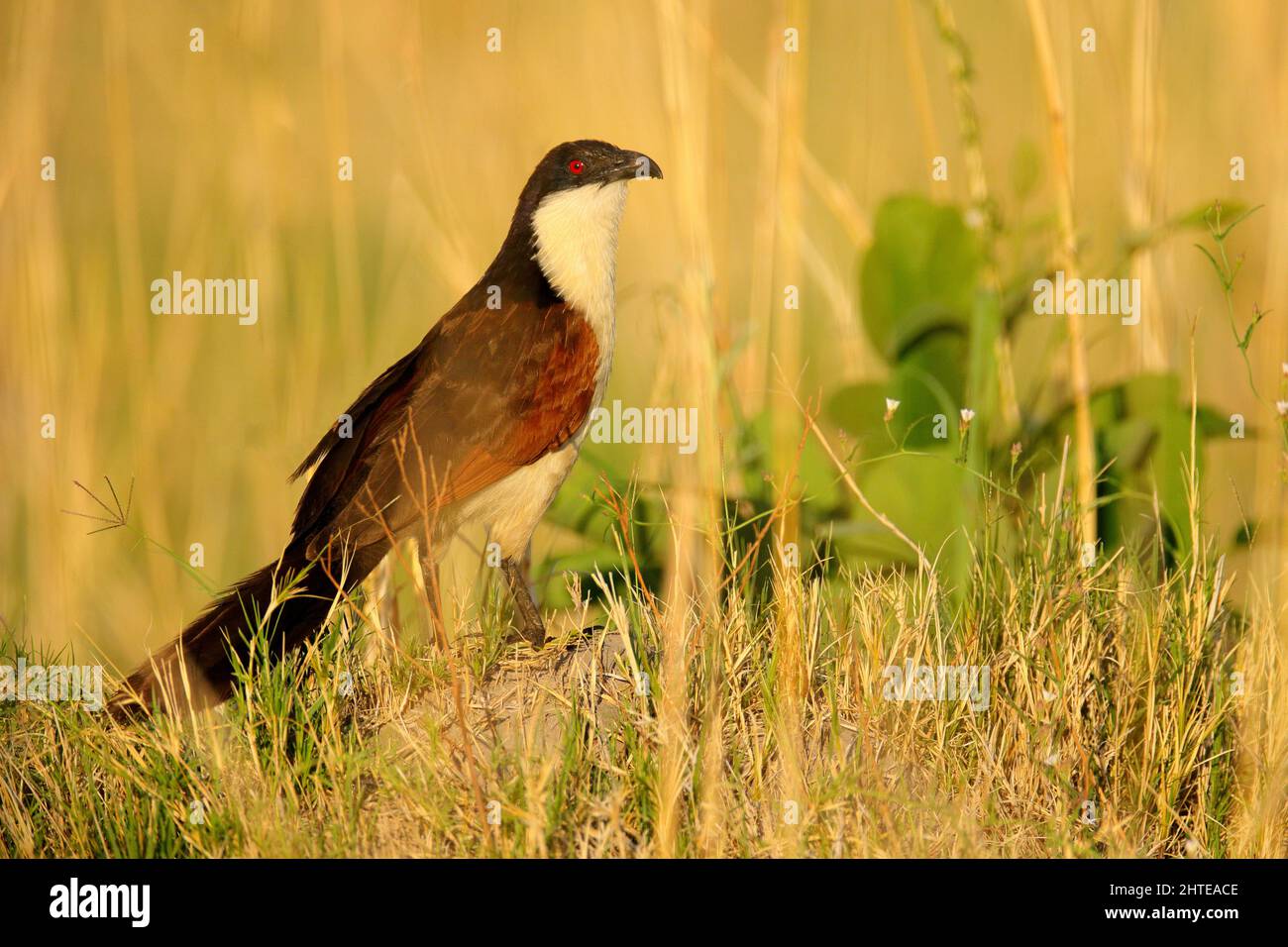 Coppery-tailed coucal, Centropus cupreicaudus, species of cuckoo in the ...