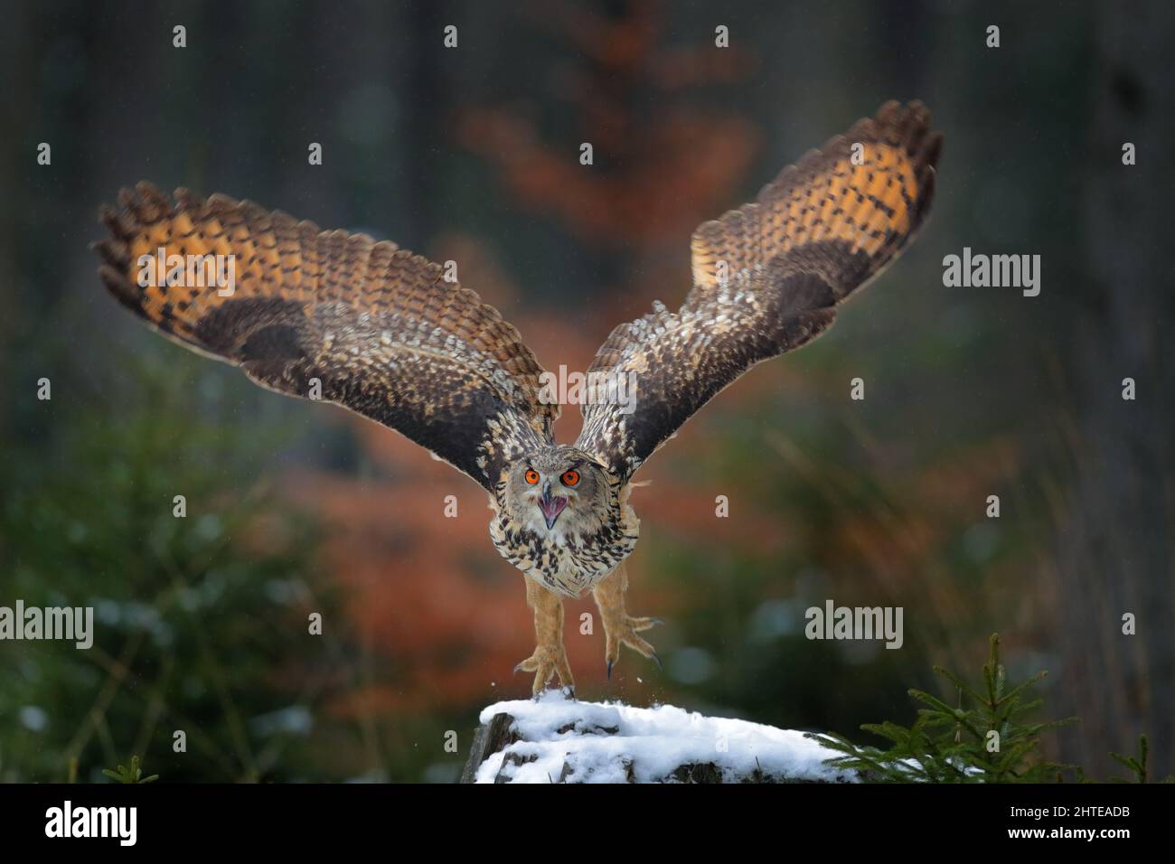 Autumn owl fly. Eurasian Eagle Owl, Bubo bubo, with open wings in ...