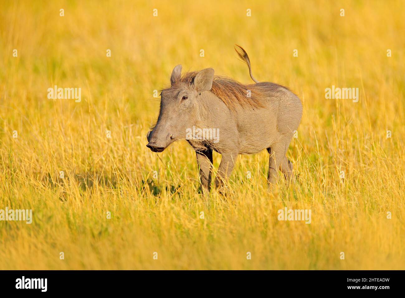 Common warthog, brown wild pig with tusk. Close-up detail of animal in ...