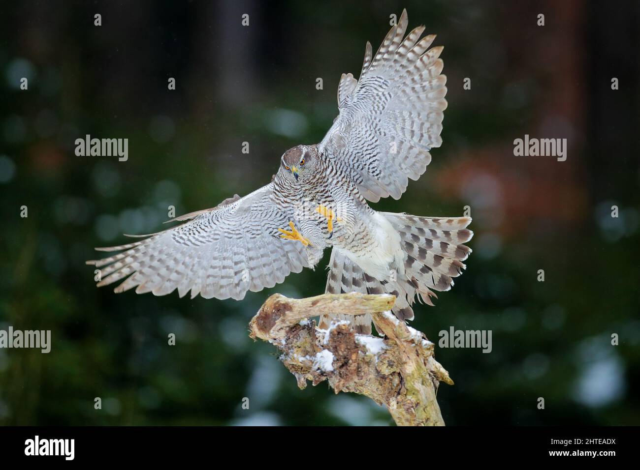 Goshawk flight, Germany. Northern Goshawk landing on spruce tree during ...