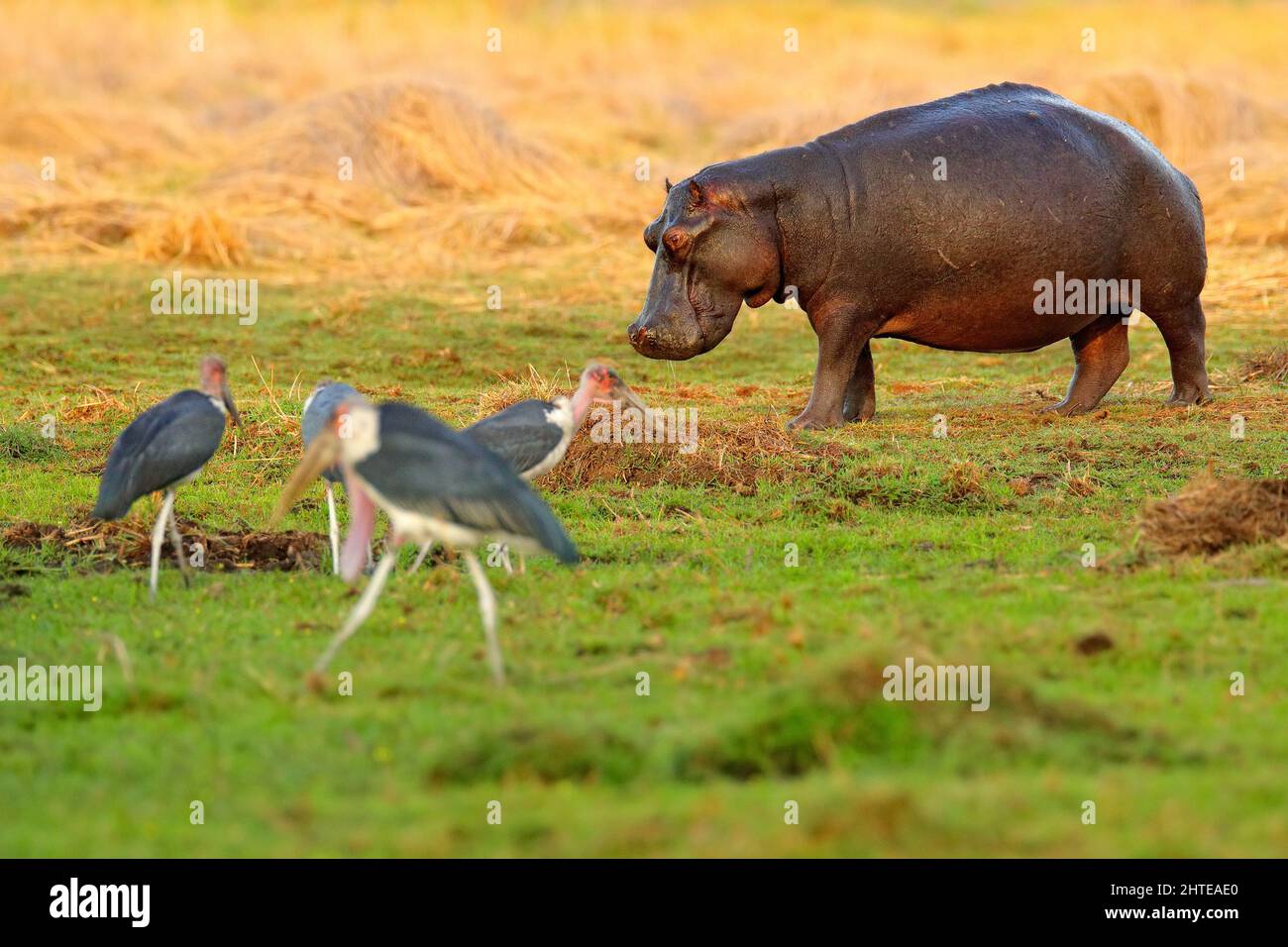 Hippo - African nature. Hippo in the grass, wet green season. African ...