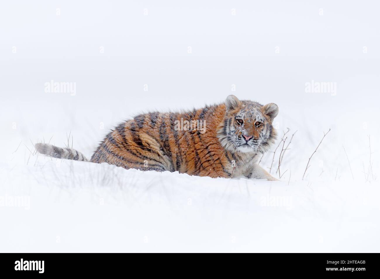Tiger snow run in wild winter nature. Siberian tiger, Panthera tigris altaica. Action wildlife ...