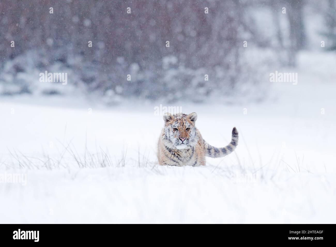 Tiger snow run in wild winter nature. Siberian tiger, Panthera tigris altaica. Action wildlife ...