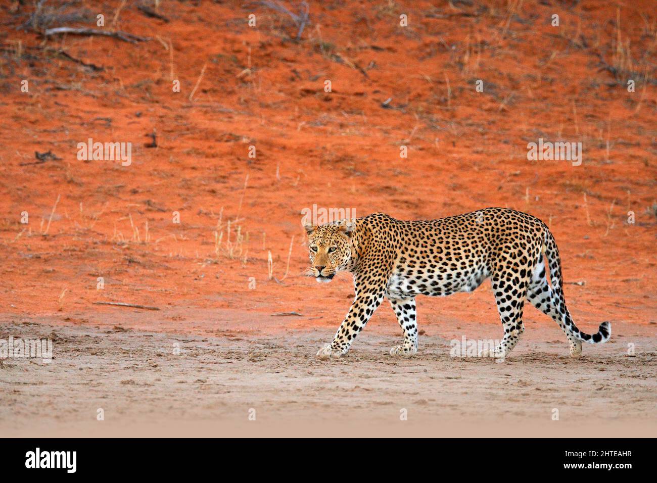 Leopard, Panthera pardus, walking in the red orange sand. Africa ...
