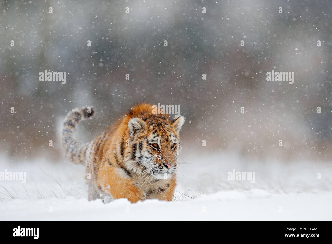 Wildlife Russia. Tiger, cold winter in taiga, Russia. Snow flakes with ...