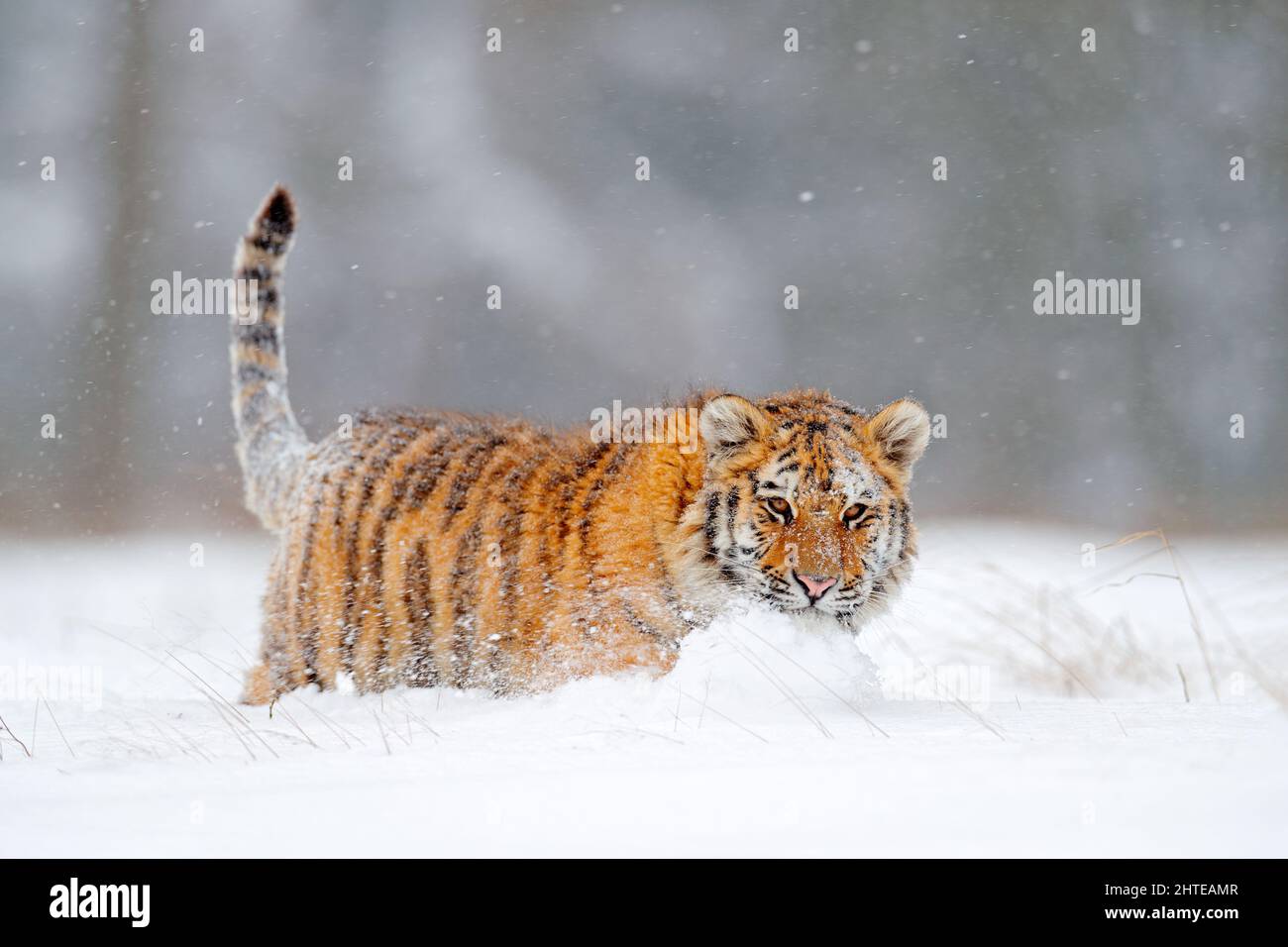 Wildlife Russia. Tiger, cold winter in taiga, Russia. Snow flakes with ...