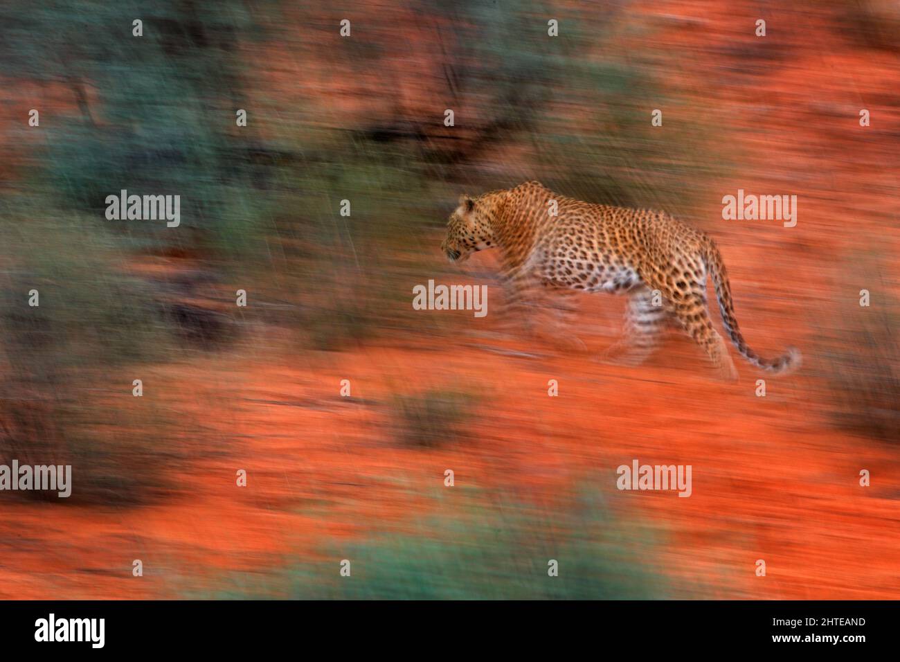 Artistic photo of African leopard, Panthera pardus, expressing movement ...