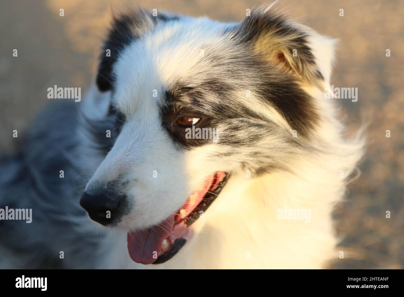 Sad look from a border collie taken in autumn Stock Photo - Alamy