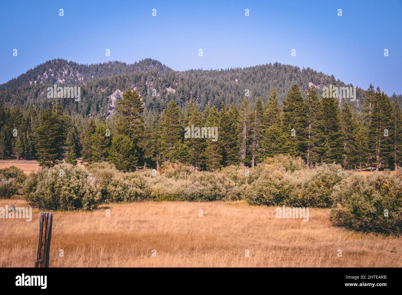 Tree trunk at lake tahoe hi-res stock photography and images - Alamy