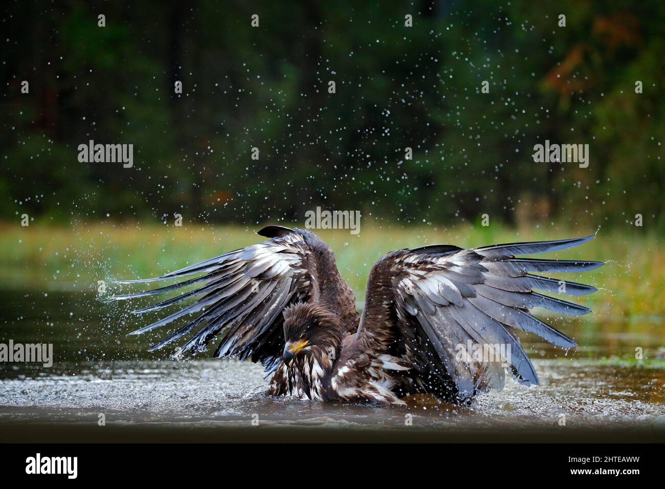 Eagle in water lake, drops splash - big wings. White-tailed Eagle ...