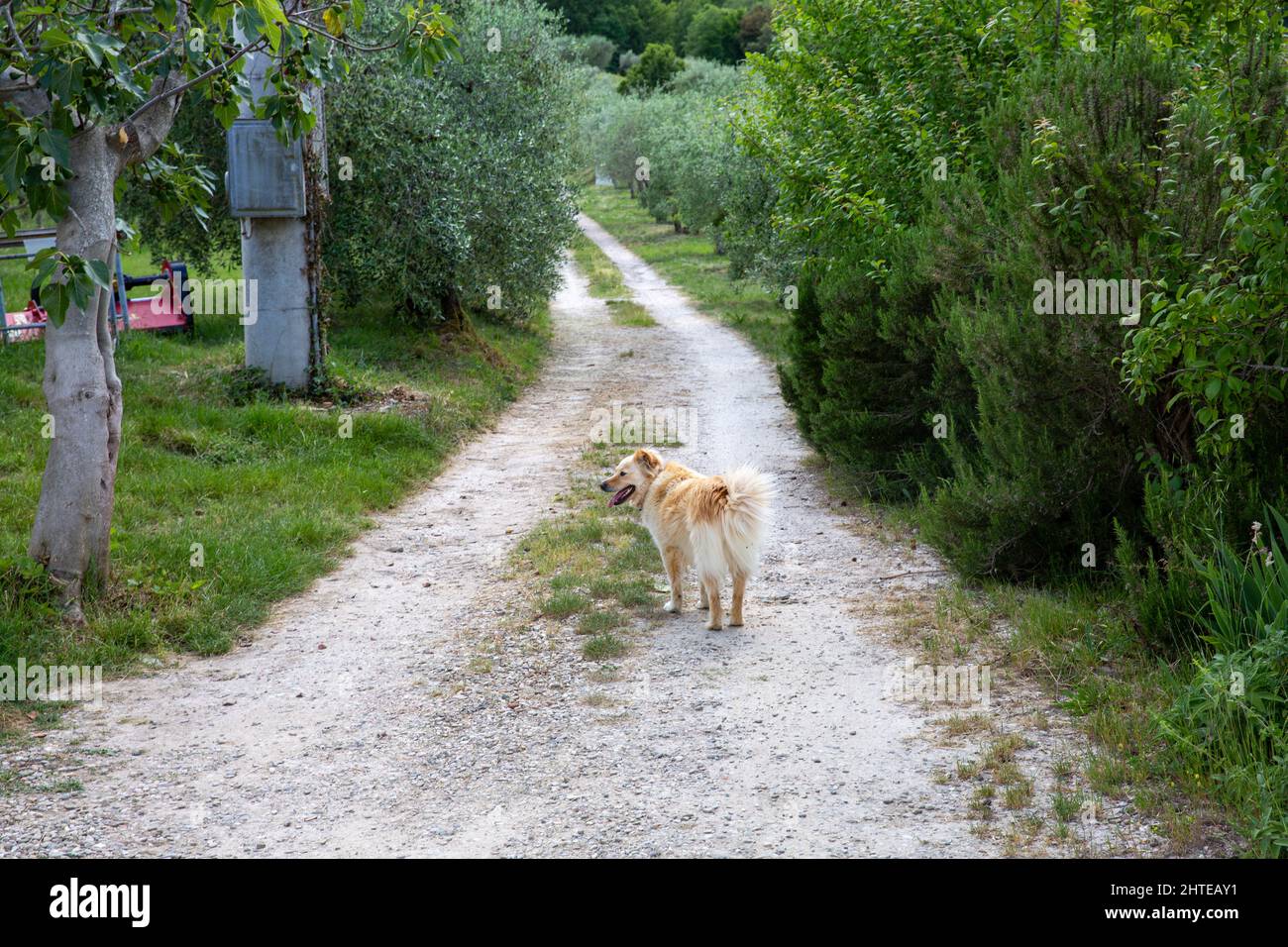 Cute brown hairy dog standing on a narrow path through lush green trees ...