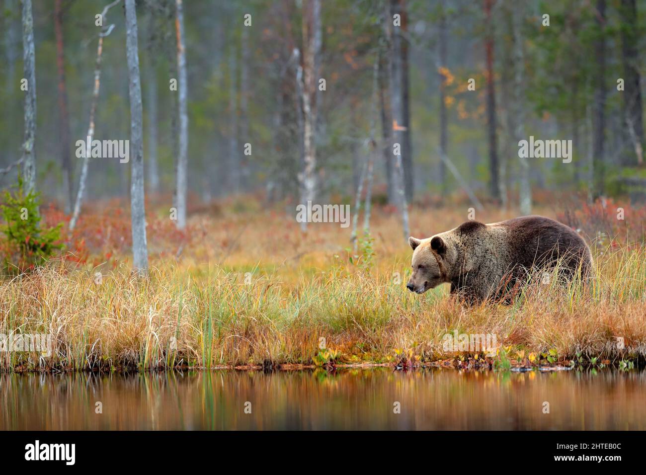 Bear hidden in yellow forest. Autumn trees with bear. Beautiful brown ...