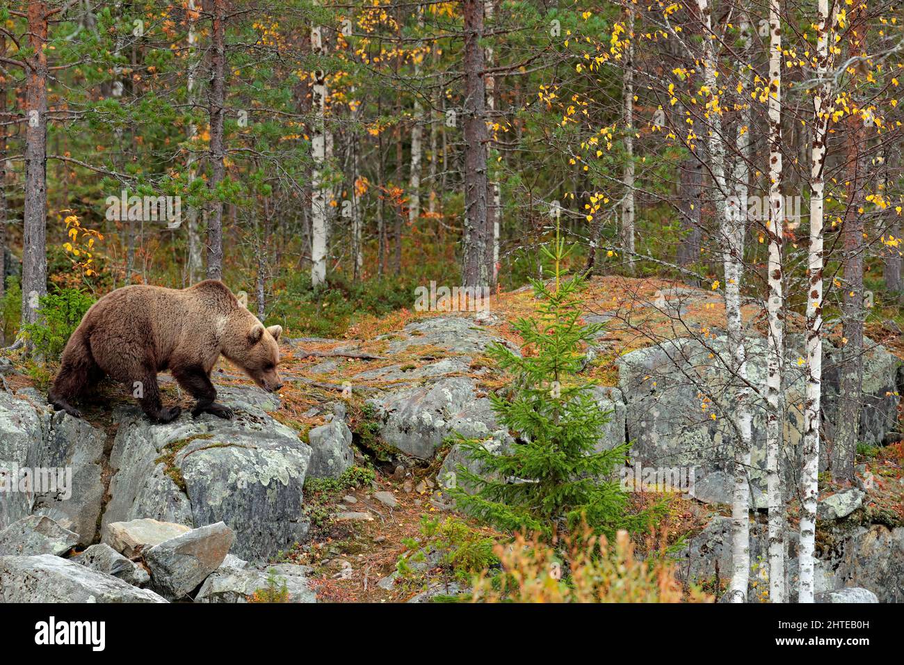 Bear hidden in yellow forest. Autumn trees with bear. Beautiful brown ...