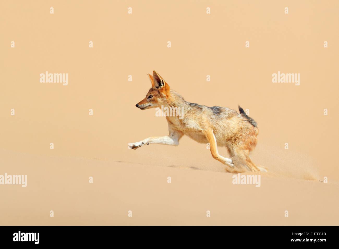 Jackal running on the sand dune in the Namib desert. Hot day in sand ...