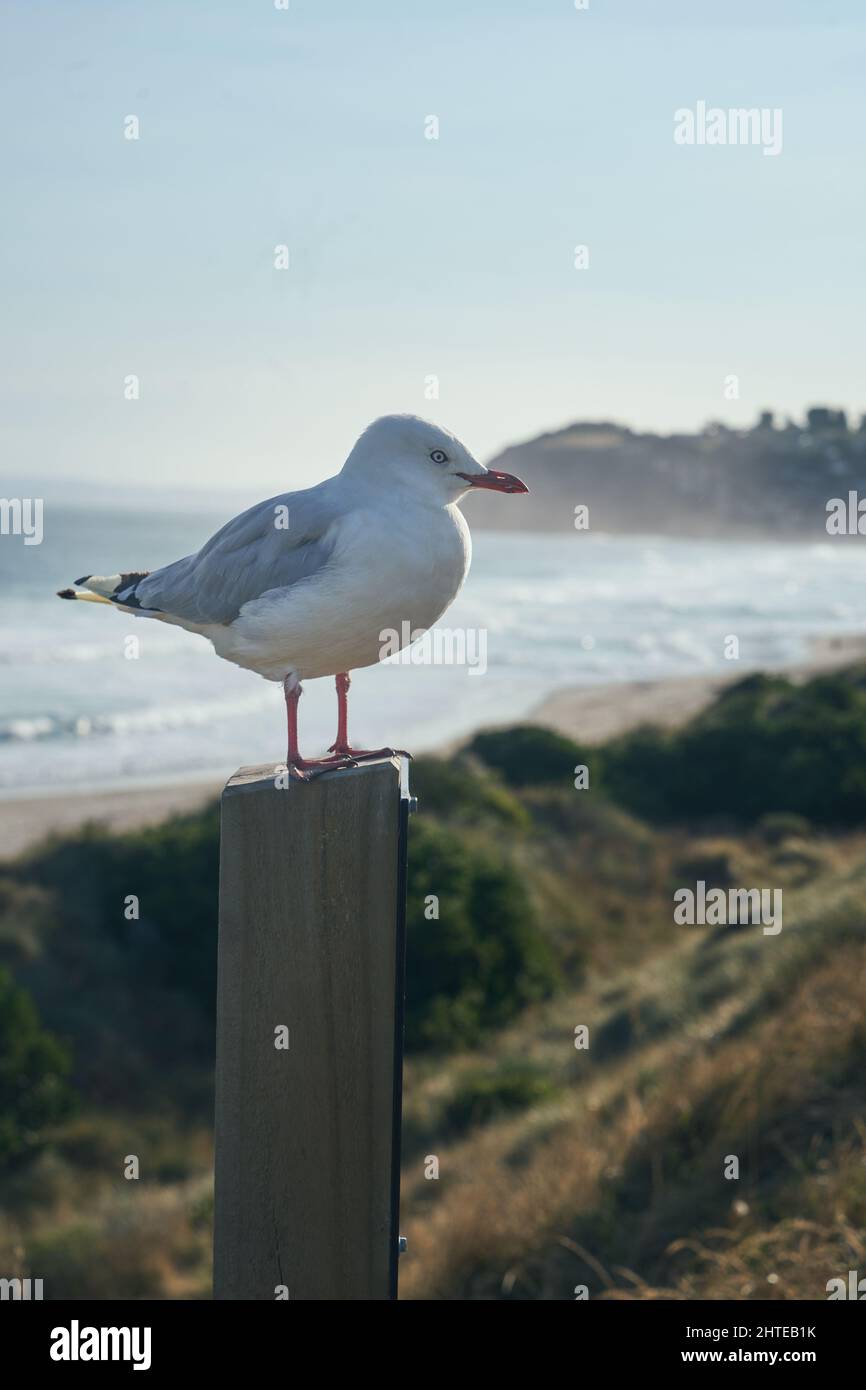 Vertical shot of an albatross standing on a metallic pipe in the ...