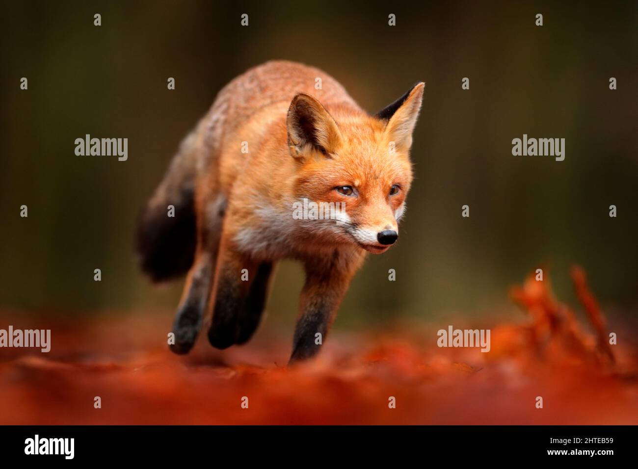 Red fox running on orange autumn leaves. Cute Red Fox, Vulpes vulpes in ...