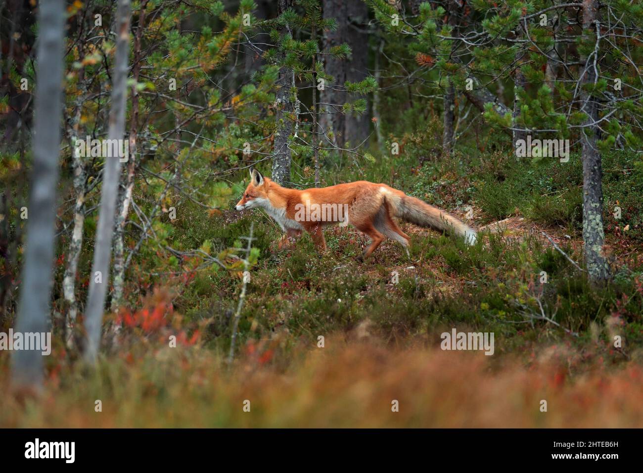 Fox in the habitat. Red Fox, Vulpes vulpes, beautiful animal on green ...