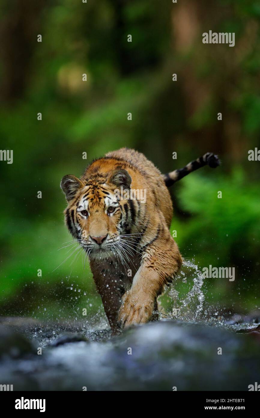 Tiger running in the water, Siberia. Dangerous animal, tajga, Russia ...