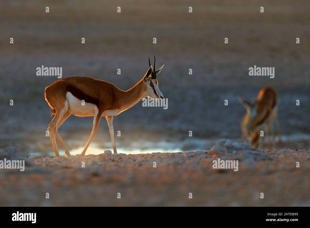 Springbok antelope, Antidorcas marsupialis, in the African dry habitat ...