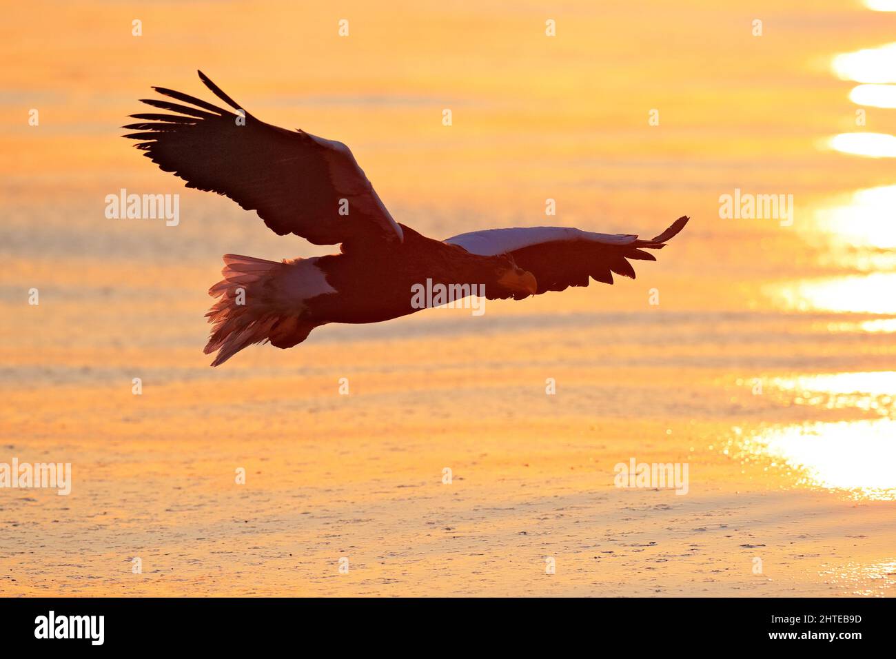 Sea sunset. Beautiful Steller's sea eagle, Haliaeetus pelagicus, with ...