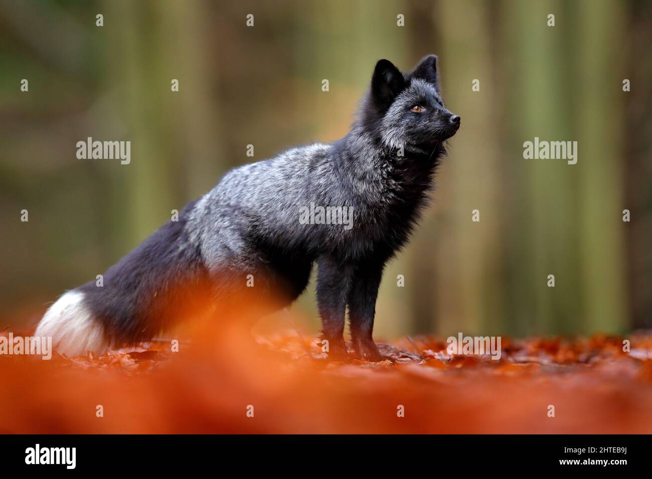 Black silver fox, rare form. Dark red fox playing in autumn forest ...