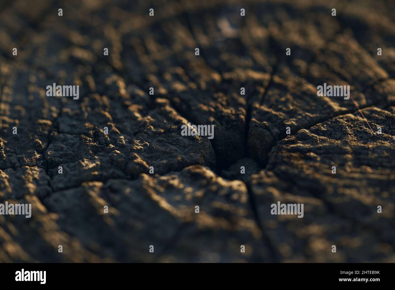 Selective focus of a tree stump for wallpaper and background Stock ...