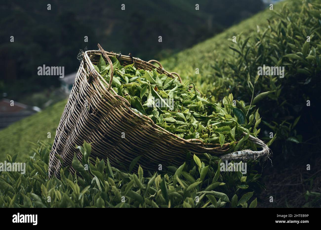 Collecting tea leaves hi-res stock photography and images - Alamy