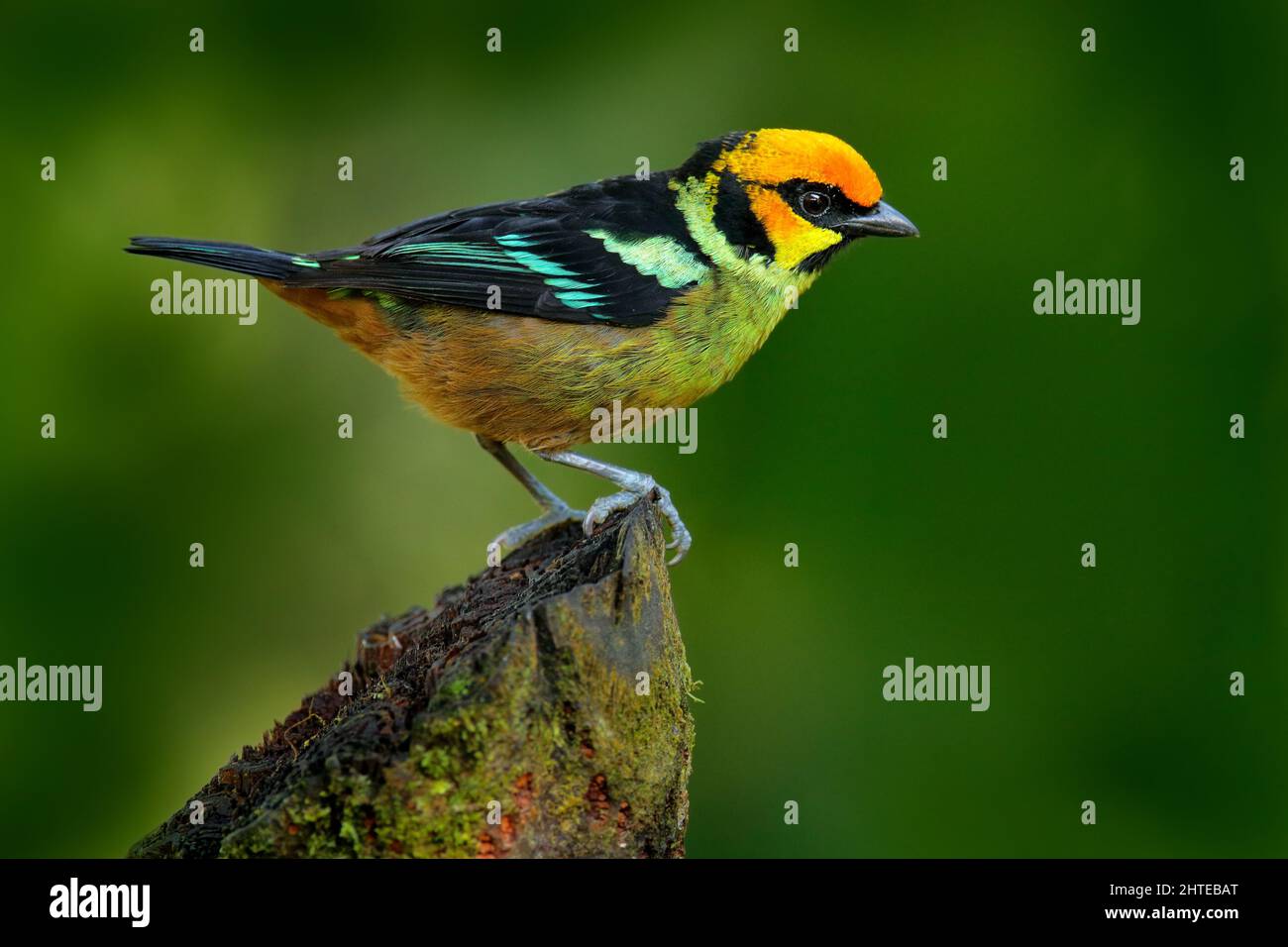 Flame-faced tanager, Tangara parzudakii, sitting on beautiful mossy ...