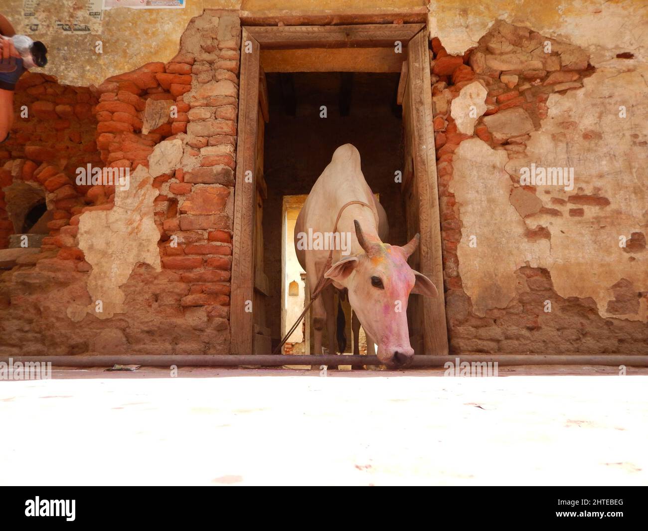 White cow covered with colors during the Holi Hindu festival in Lord ...