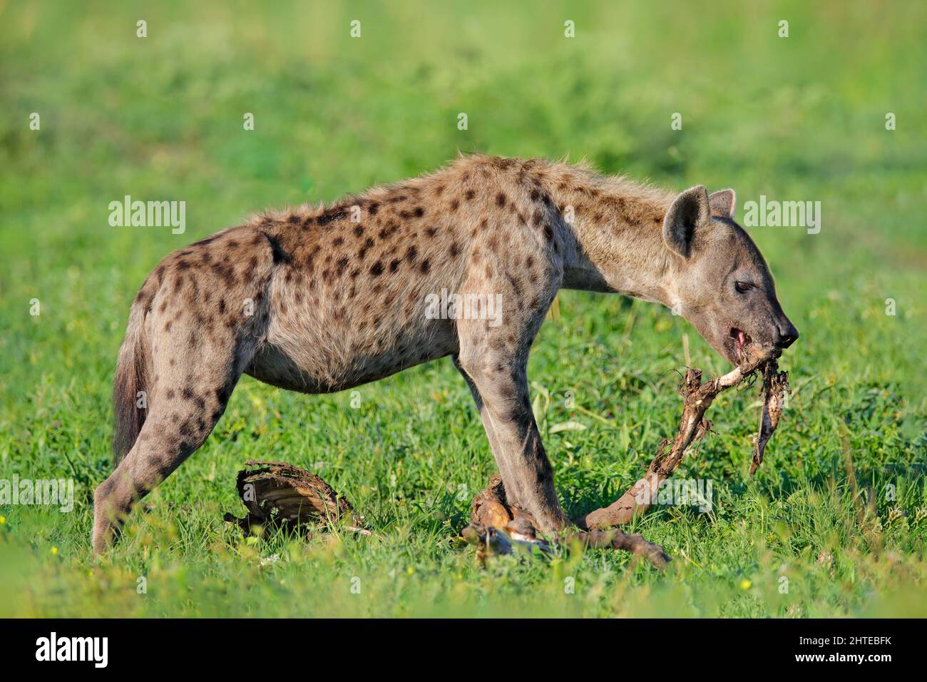 Hyena with bone. Spotted hyena, Crocuta crocuta, angry animal in green ...