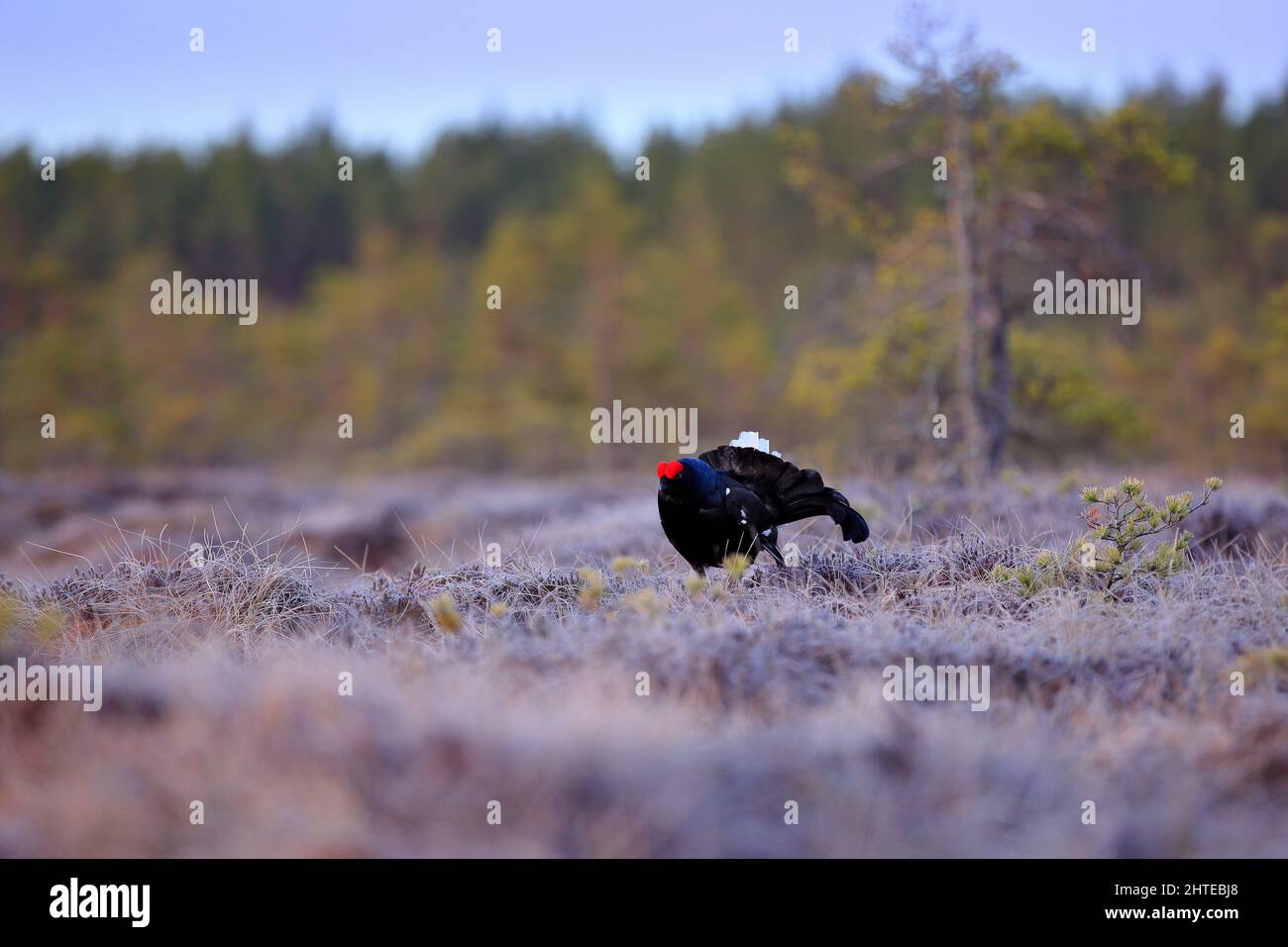 Black grouse on the pine tree. Nice bird Grouse, Tetrao tetrix, in ...