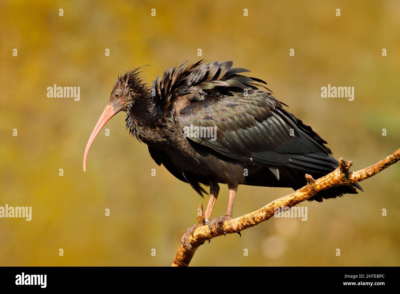 Bald Ibis Geronticus eremita, exotic bird in the nature habitat ...