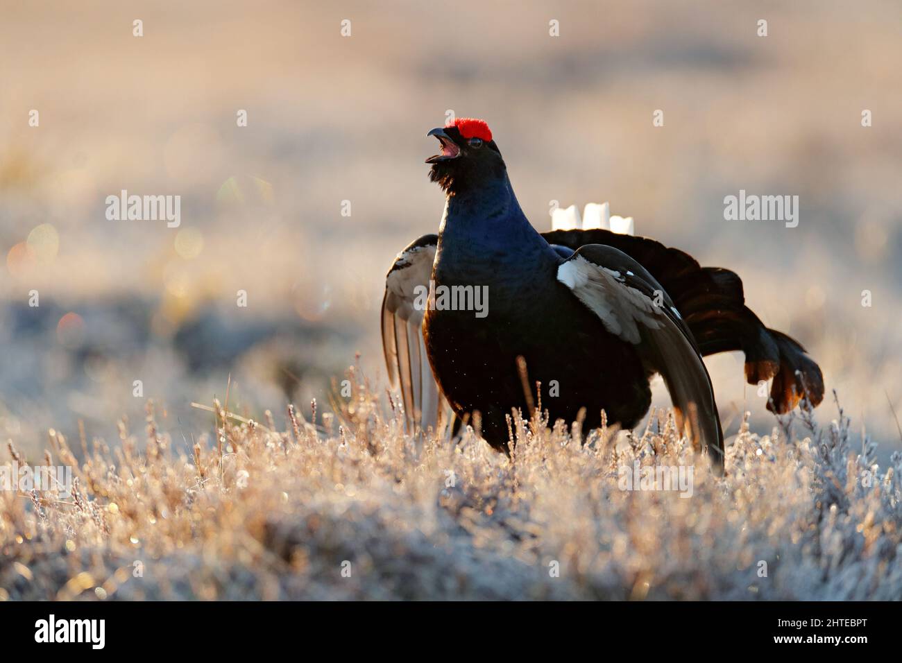 Sweden wildlife. Black grouse on the pine tree. Nice bird Grouse ...