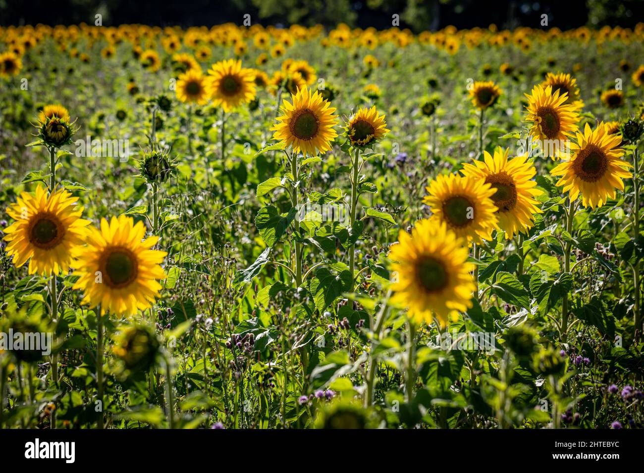 Sunflower blooming in shallow hi-res stock photography and images - Alamy
