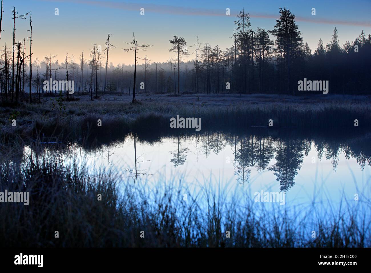 Evening in taiga. Lake with forest and blue twilight sky. Landscape ...