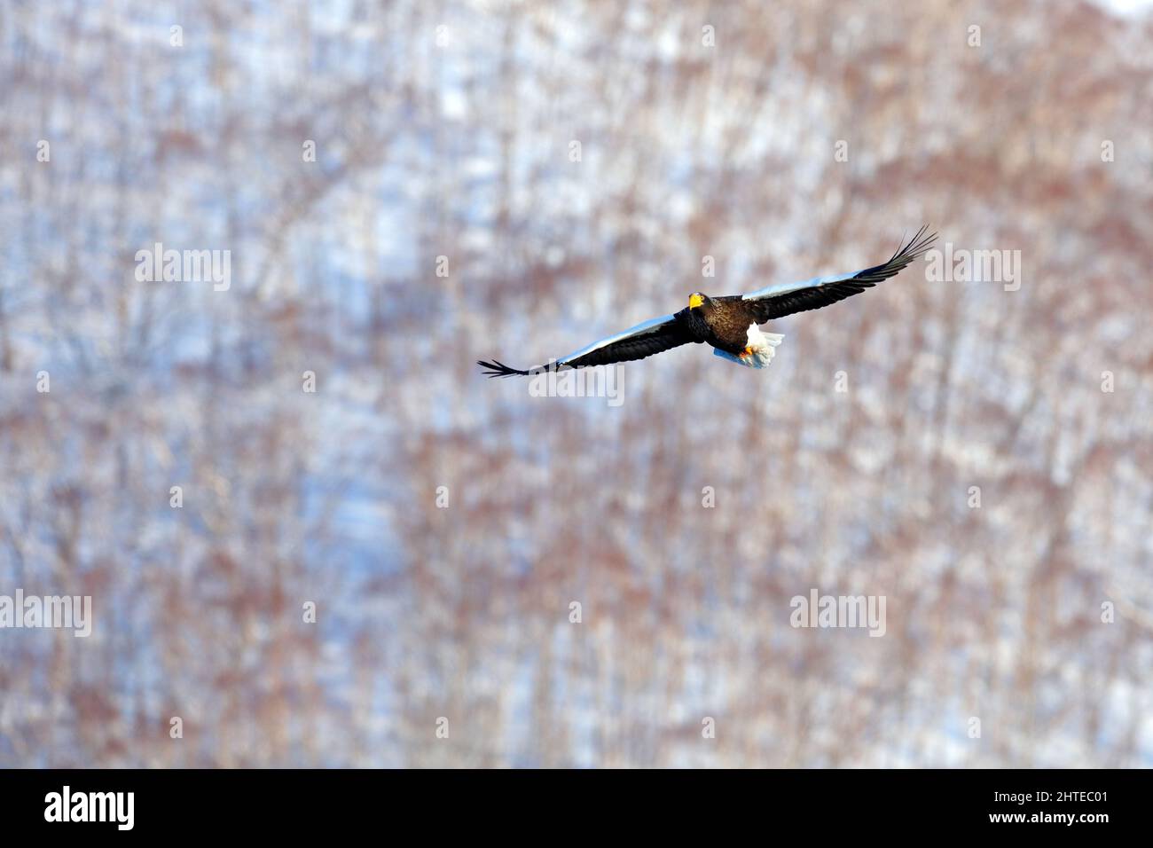 Winter wildlife. Japan eagle in the winter habitat, Hokkaido, Japan ...