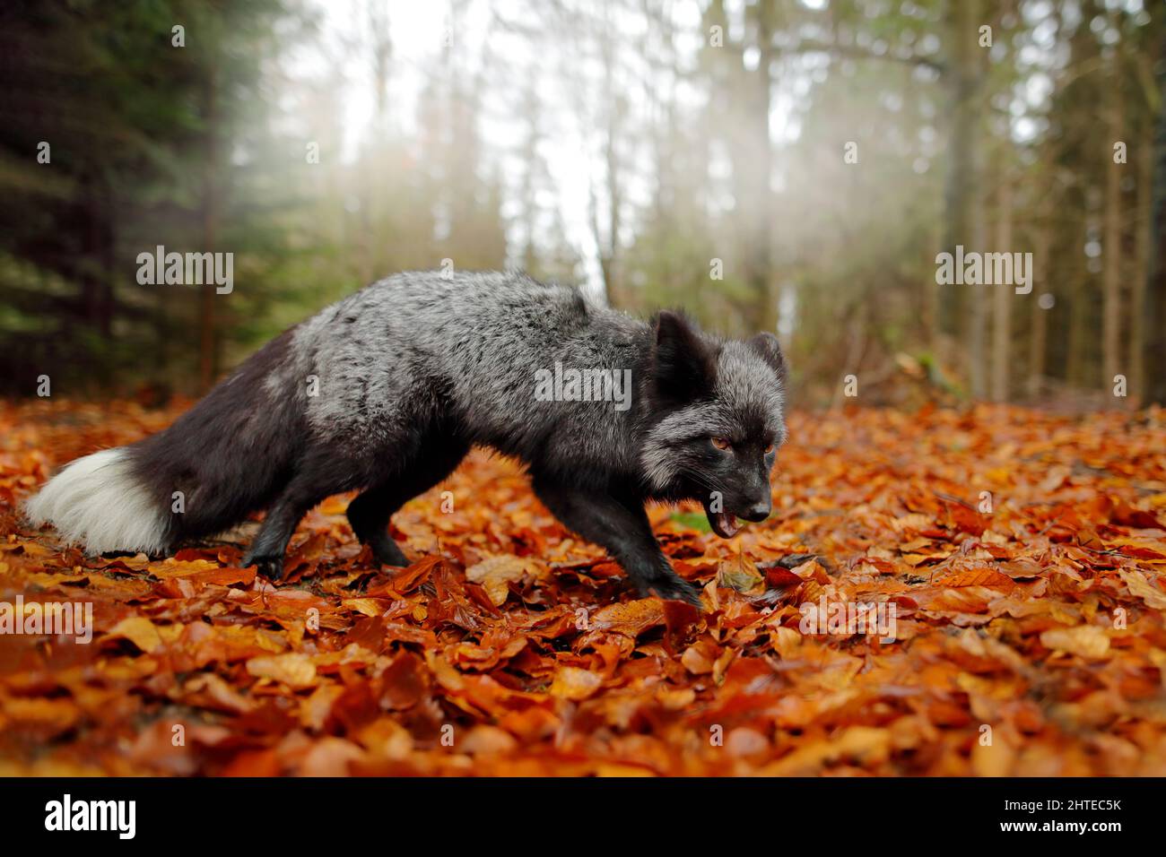 Dark red fox hi-res stock photography and images - Alamy