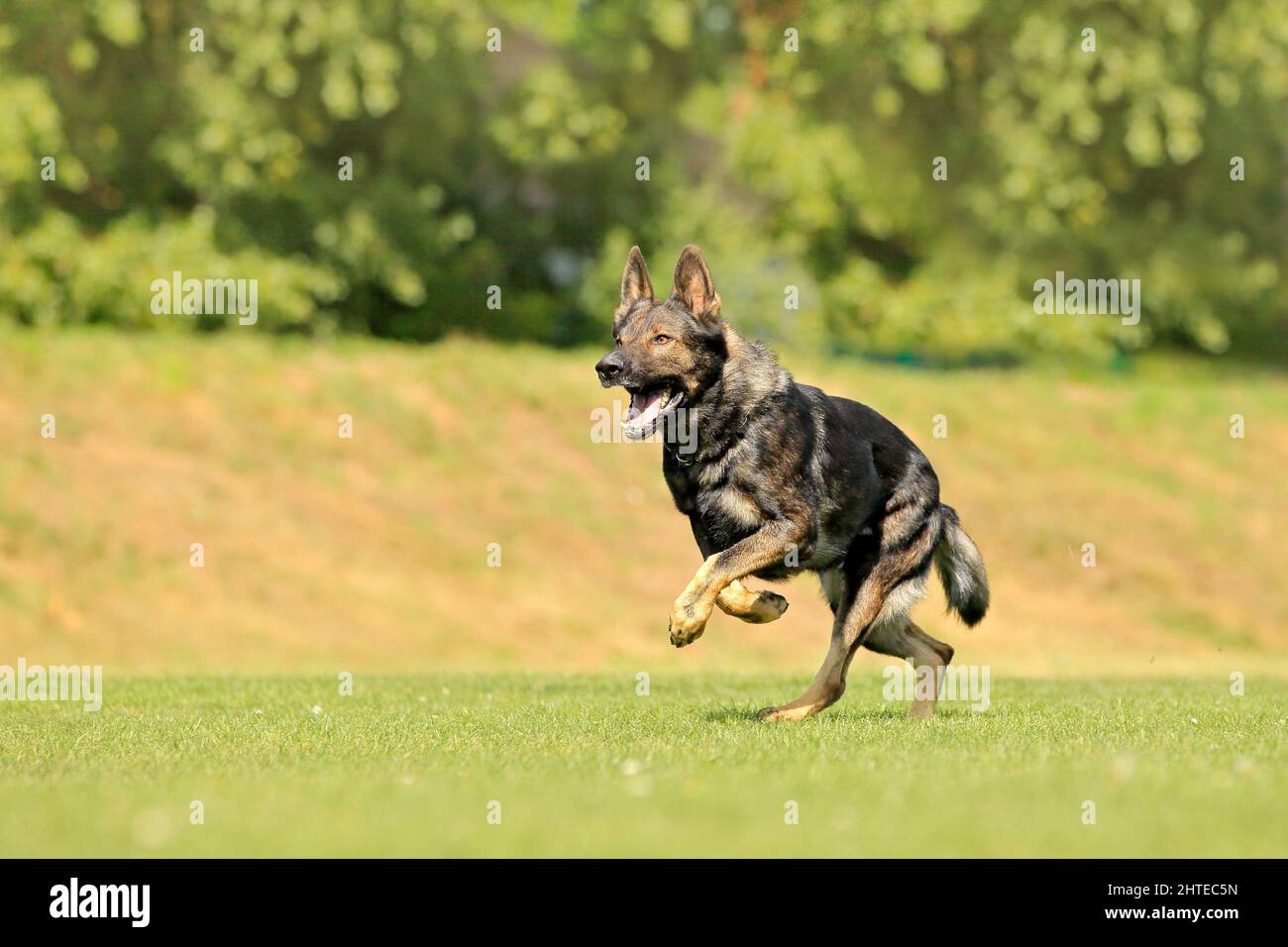 German Shepherd Dog, is a breed of large-sized working dog that ...