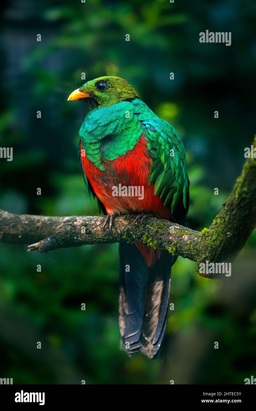 Golden-headed Quetzal, Pharomachrus auriceps, Ecuador. Magical colorful ...